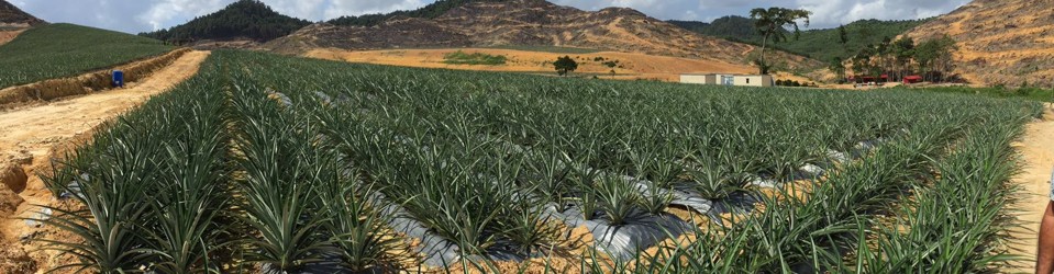 Ananas Premium Sdn Bhd Company Overview & Details - Maukerja